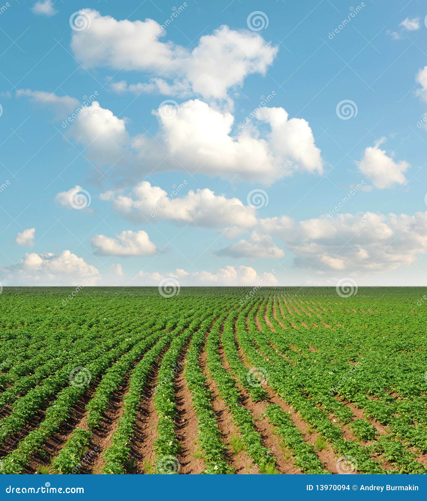 Potato field stock photo. Image of vegetable, sunlight - 13970094