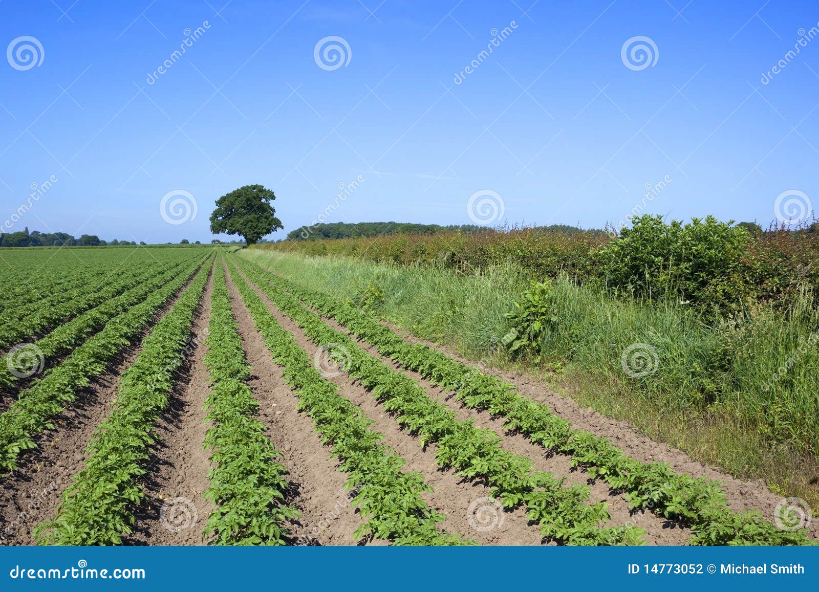 Potato field stock photo. Image of english, farmland - 14773052
