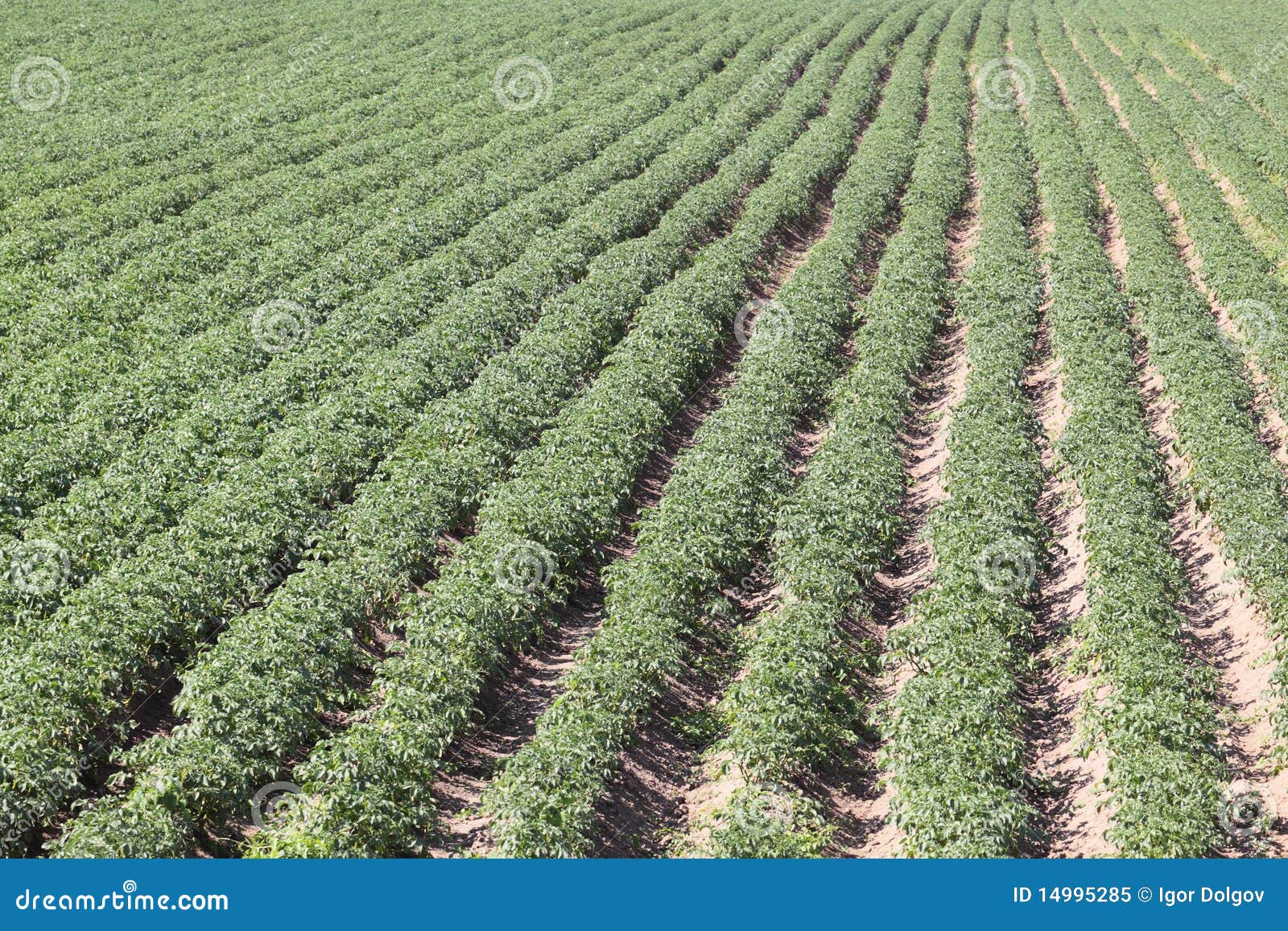 Potato field stock image. Image of meadow, green, farming - 14995285