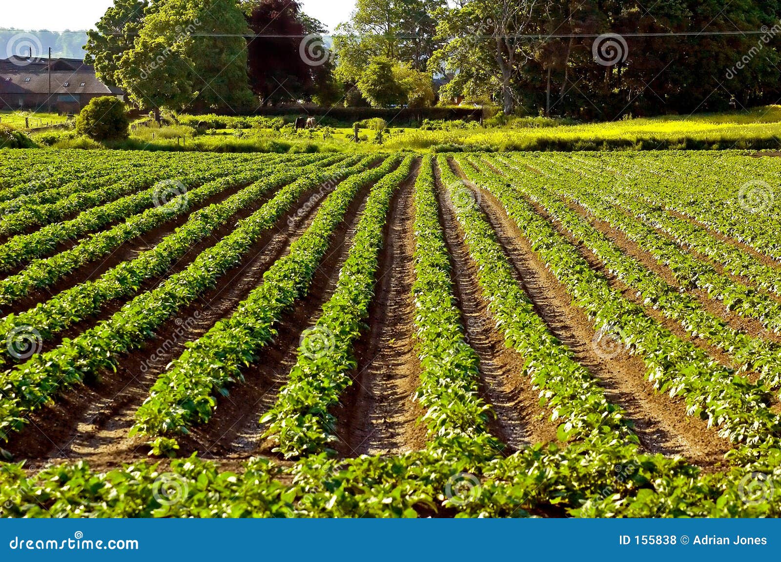 Potato Field stock photo. Image of tatties, potato, lines - 155838