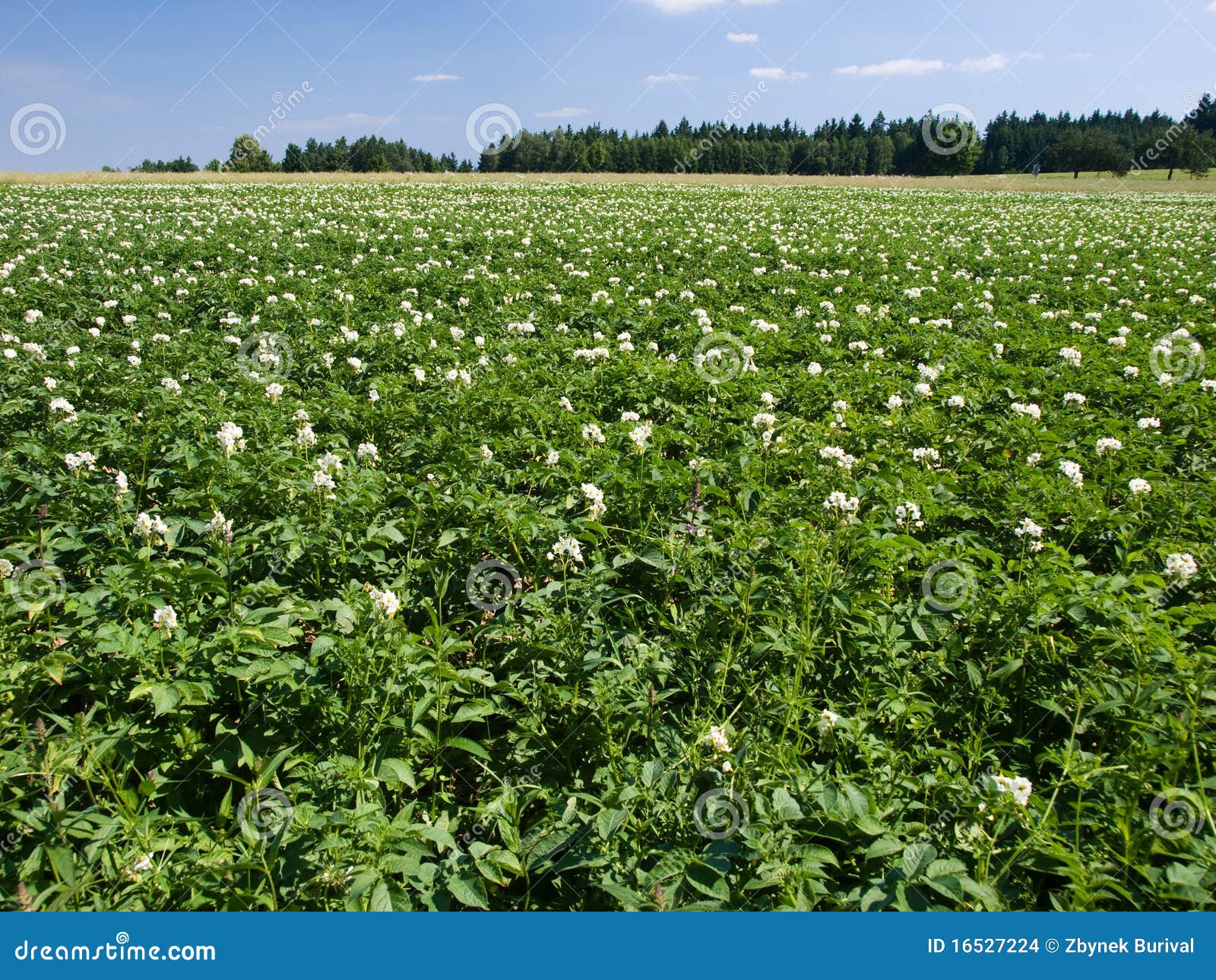 Potato field stock photo. Image of potato, landscape - 16527224