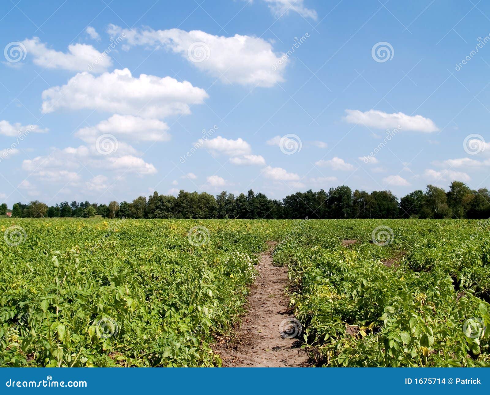 Potato field. stock photo. Image of farm, rustic, crop - 1675714