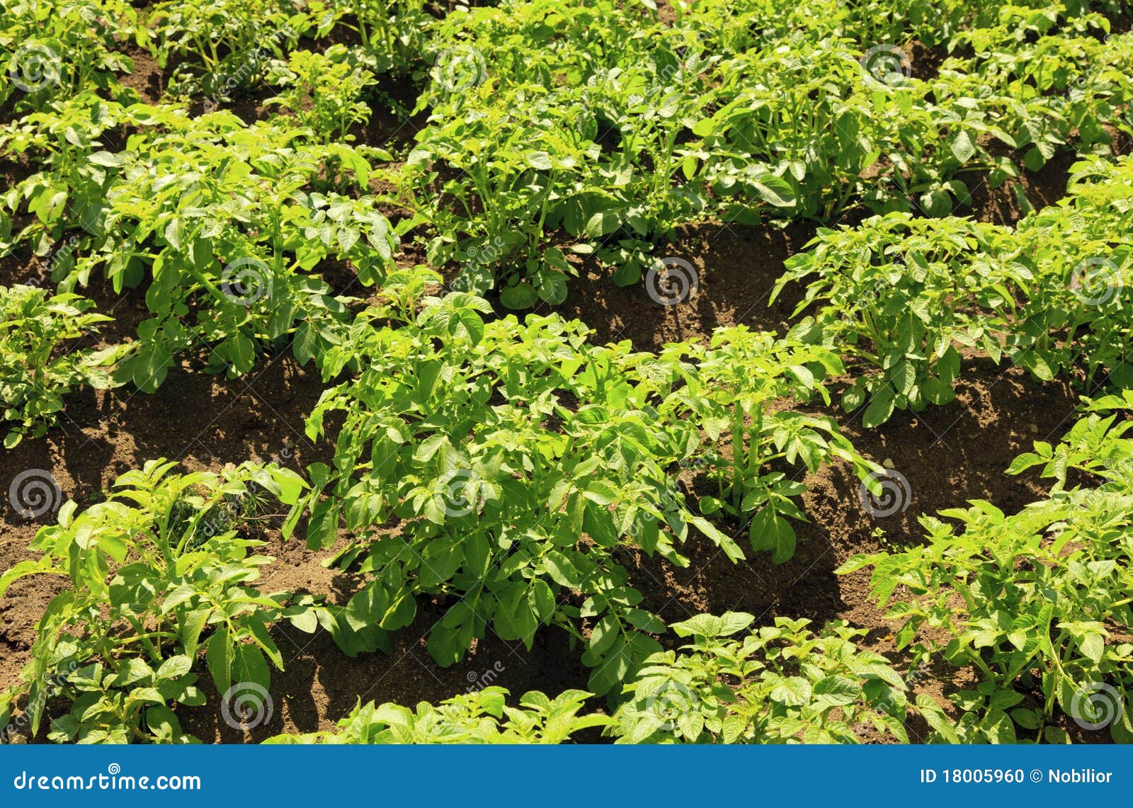 Potato field stock photo. Image of fresh, furrows, biology - 18005960