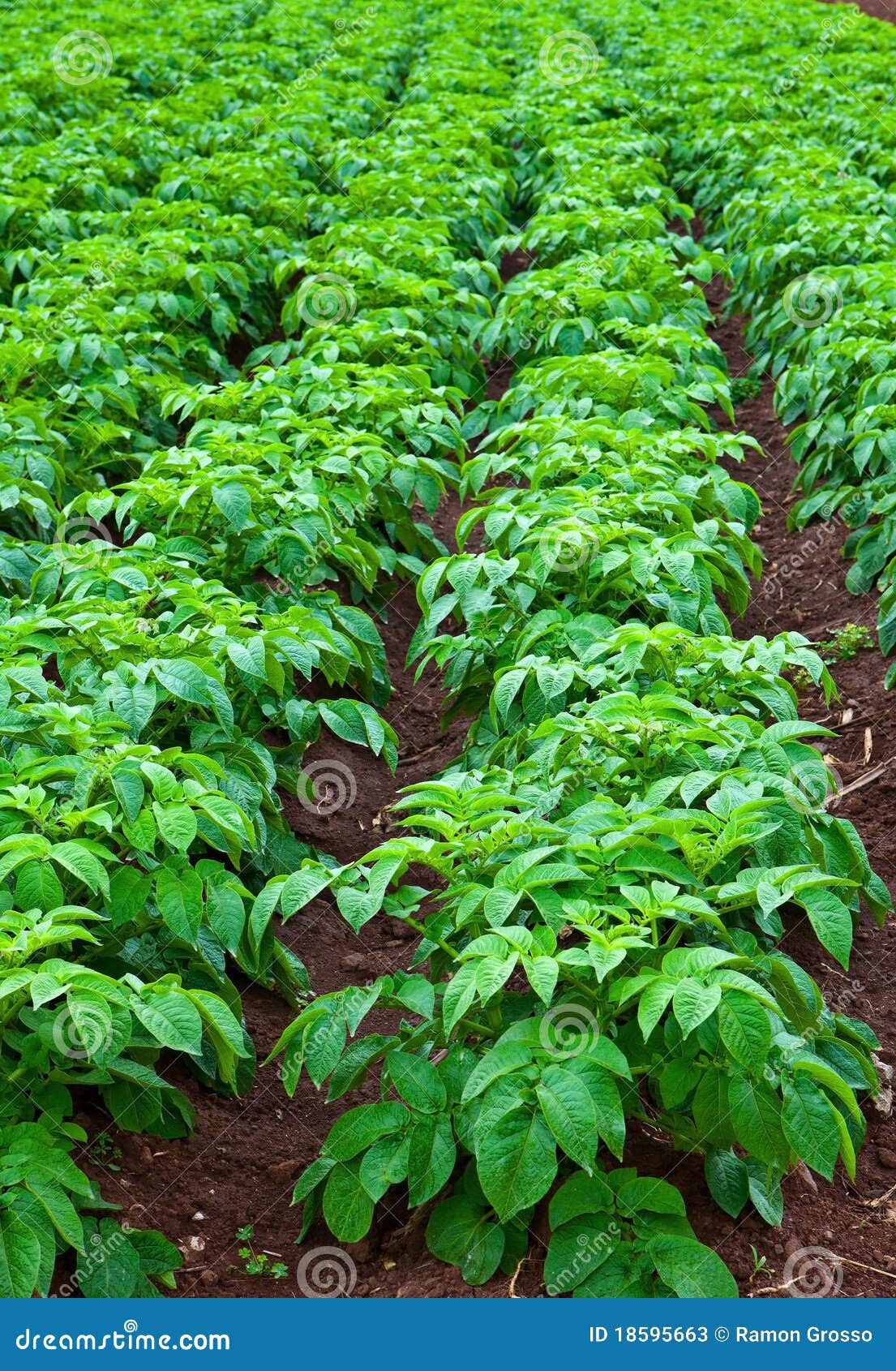 Potato field stock image. Image of land, gardening, shadow - 18595663