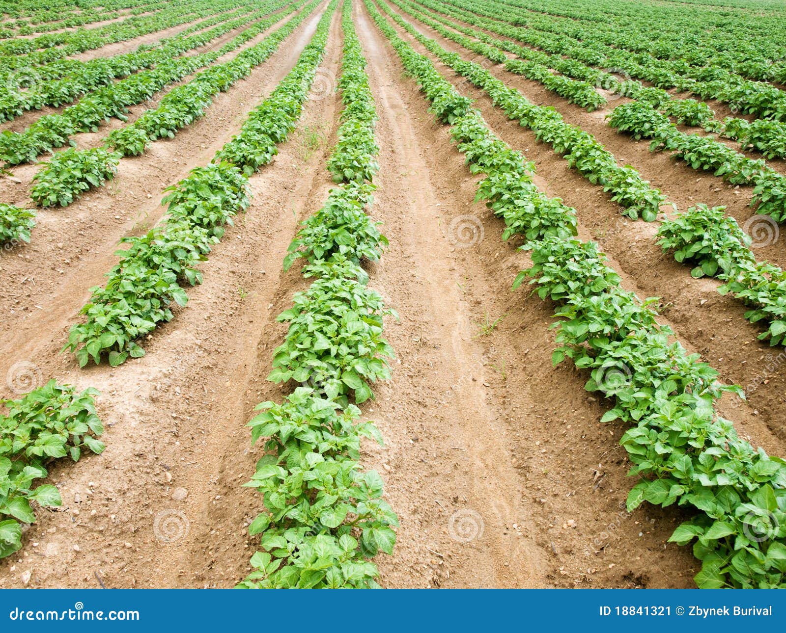 Potato field stock image. Image of lines, agriculture - 18841321