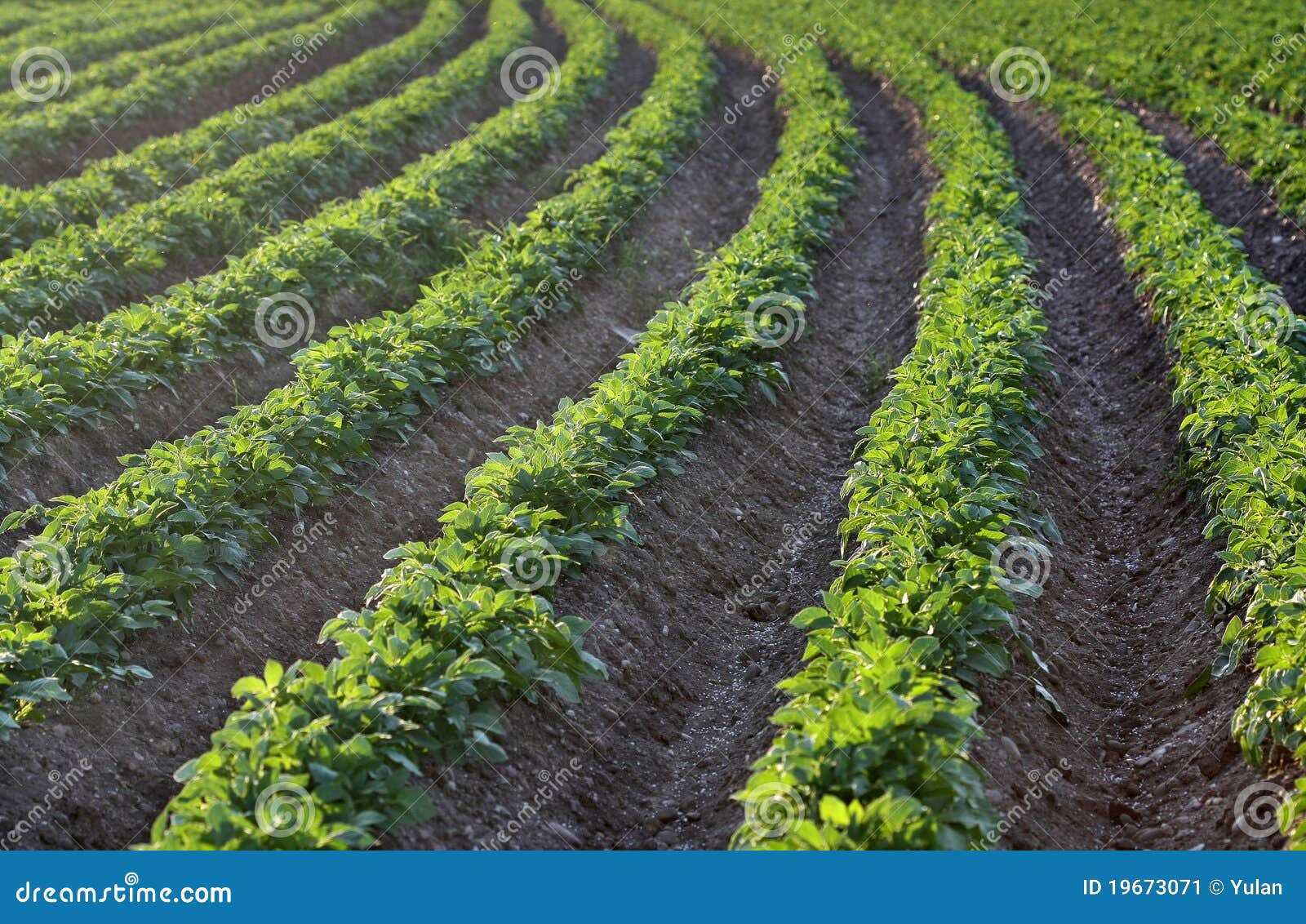 Potato field stock image. Image of landscaped, leaf, earth - 19673071