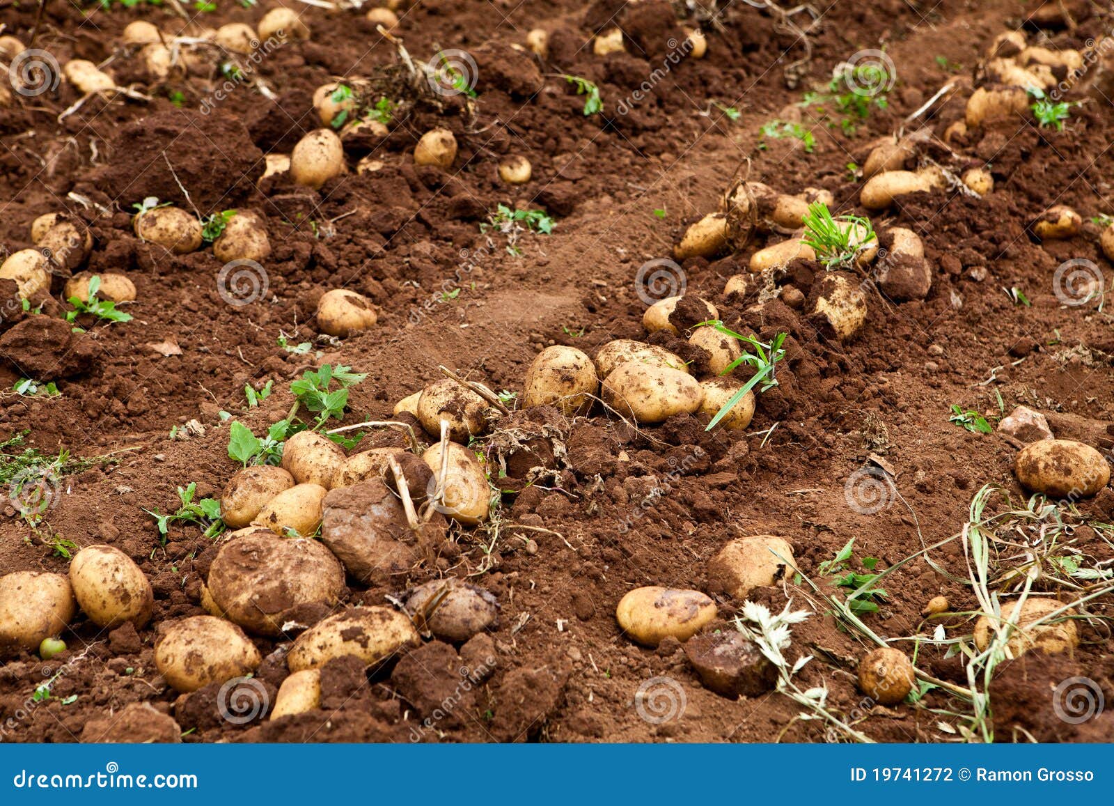 Potato field stock photo. Image of freshness, dish, environmental ...
