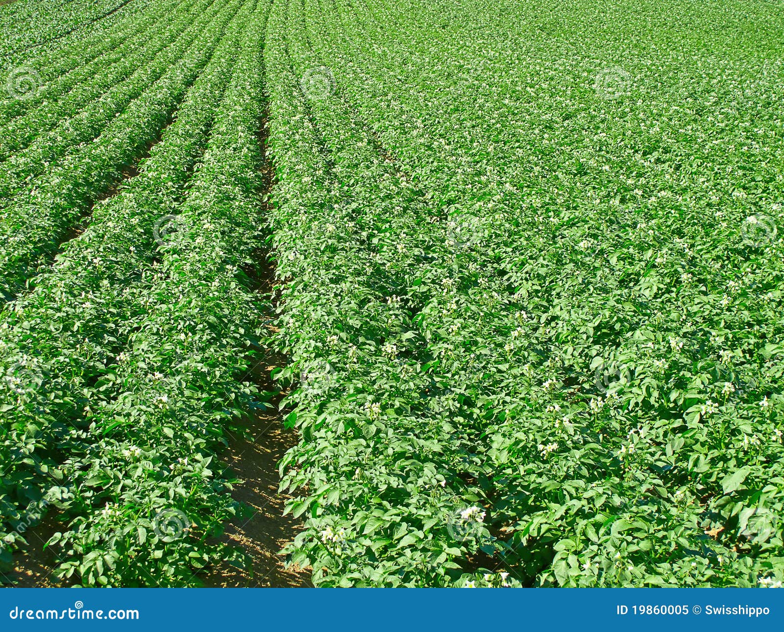 Potato field stock image. Image of cultivated, landscape - 19860005