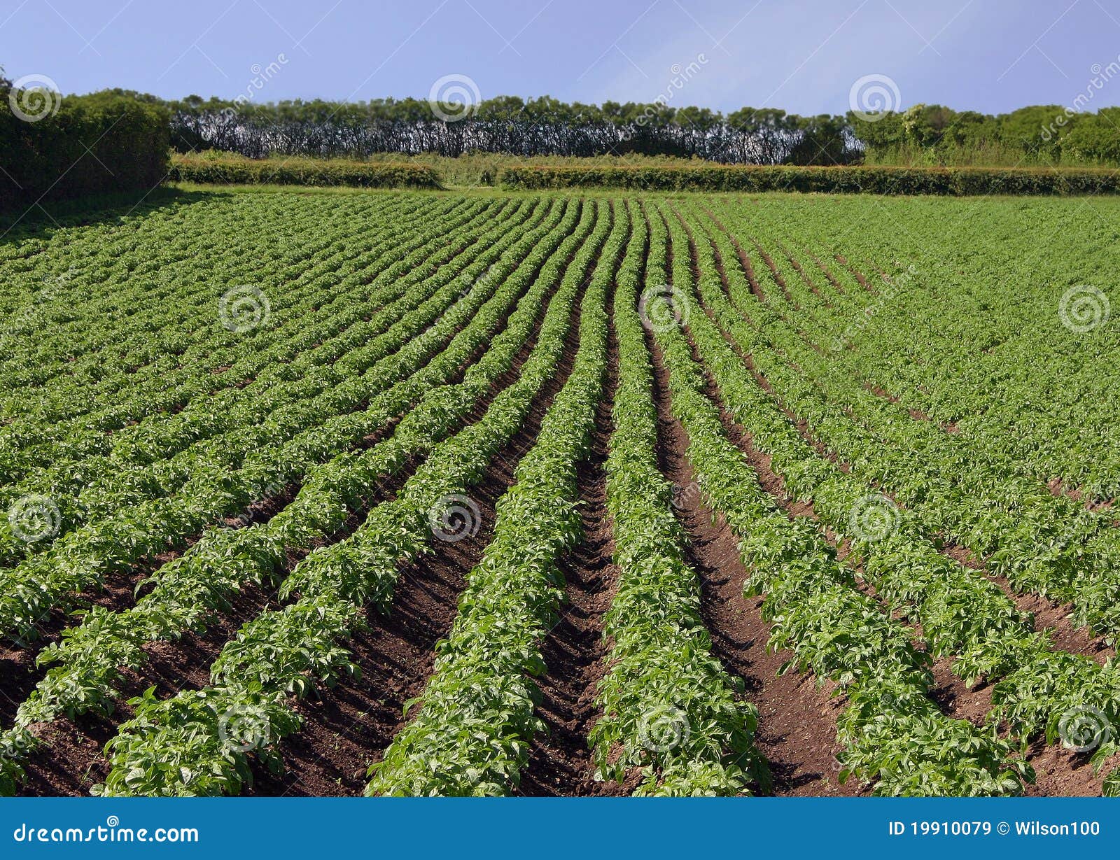 Potato Field stock image. Image of lines, plants, grown - 19910079