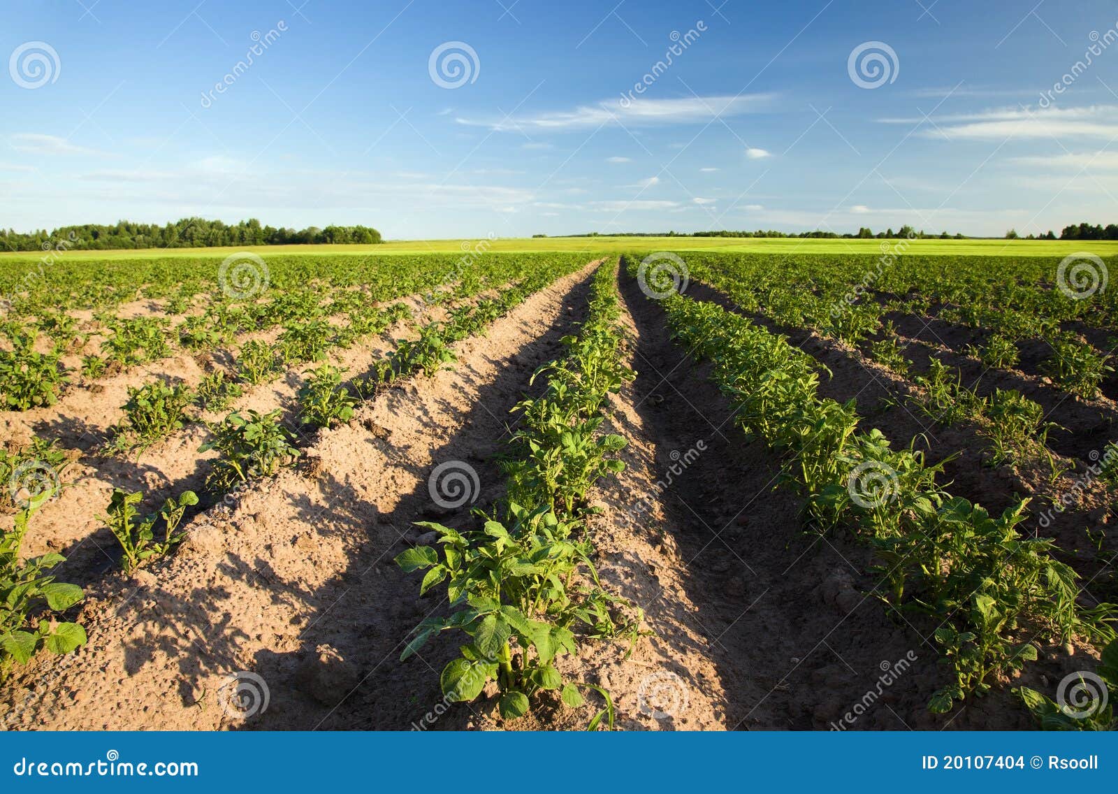 Potato field stock photo. Image of leaf, farm, farmer - 20107404