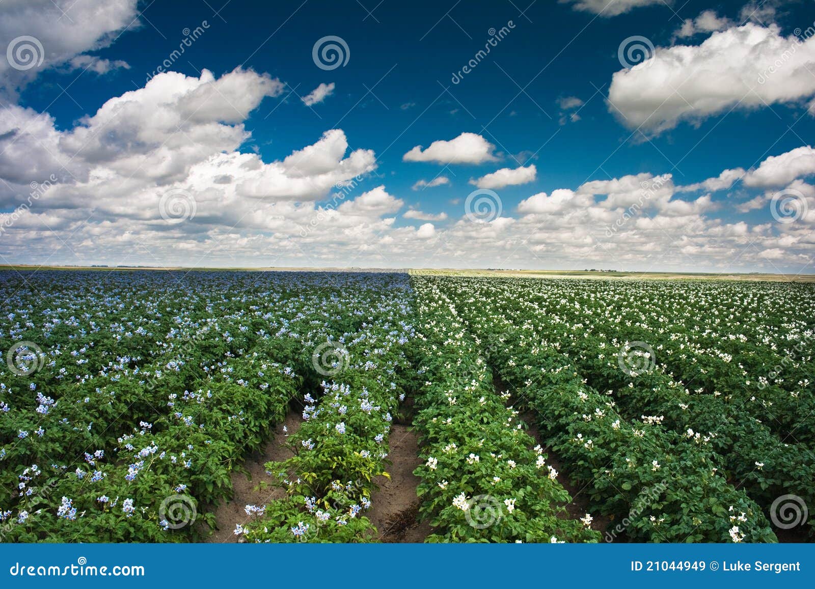 Potato field stock image. Image of type, cloud, flora - 21044949