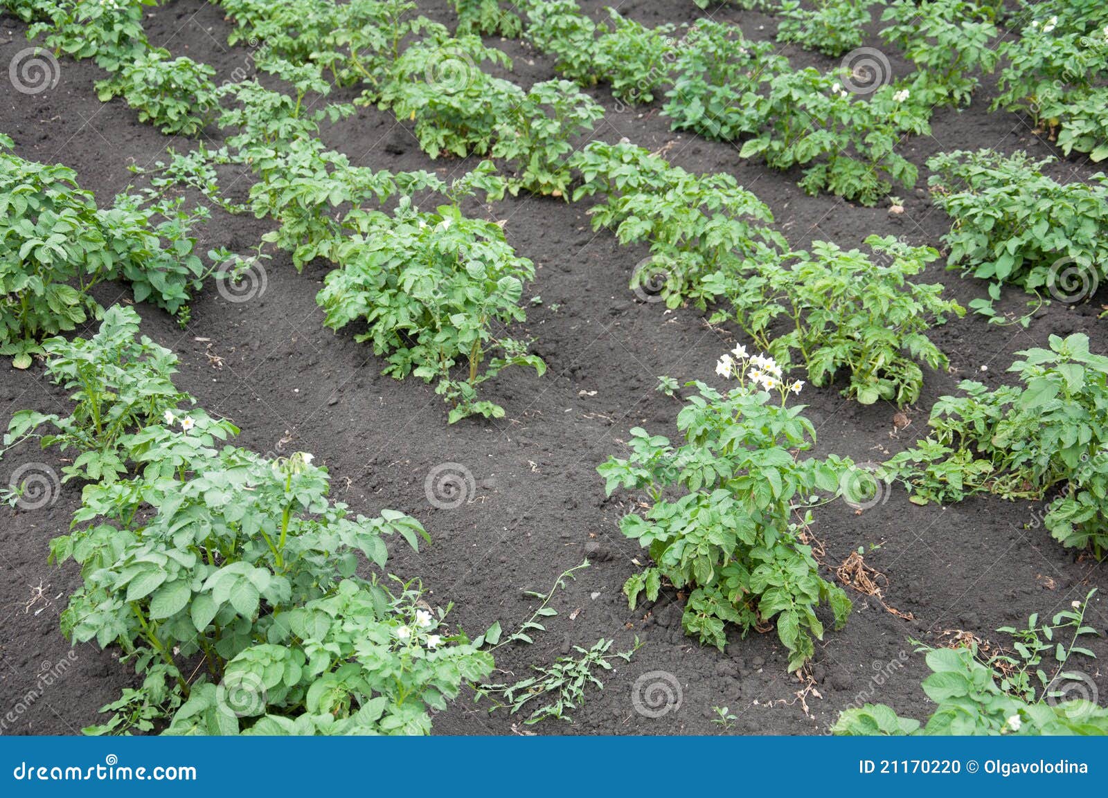 Potato field stock photo. Image of farming, rural, potatoes - 21170220