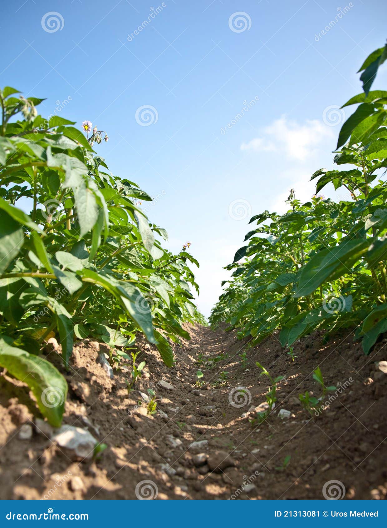 Potato field stock image. Image of farming, country, backgrounds - 21313081