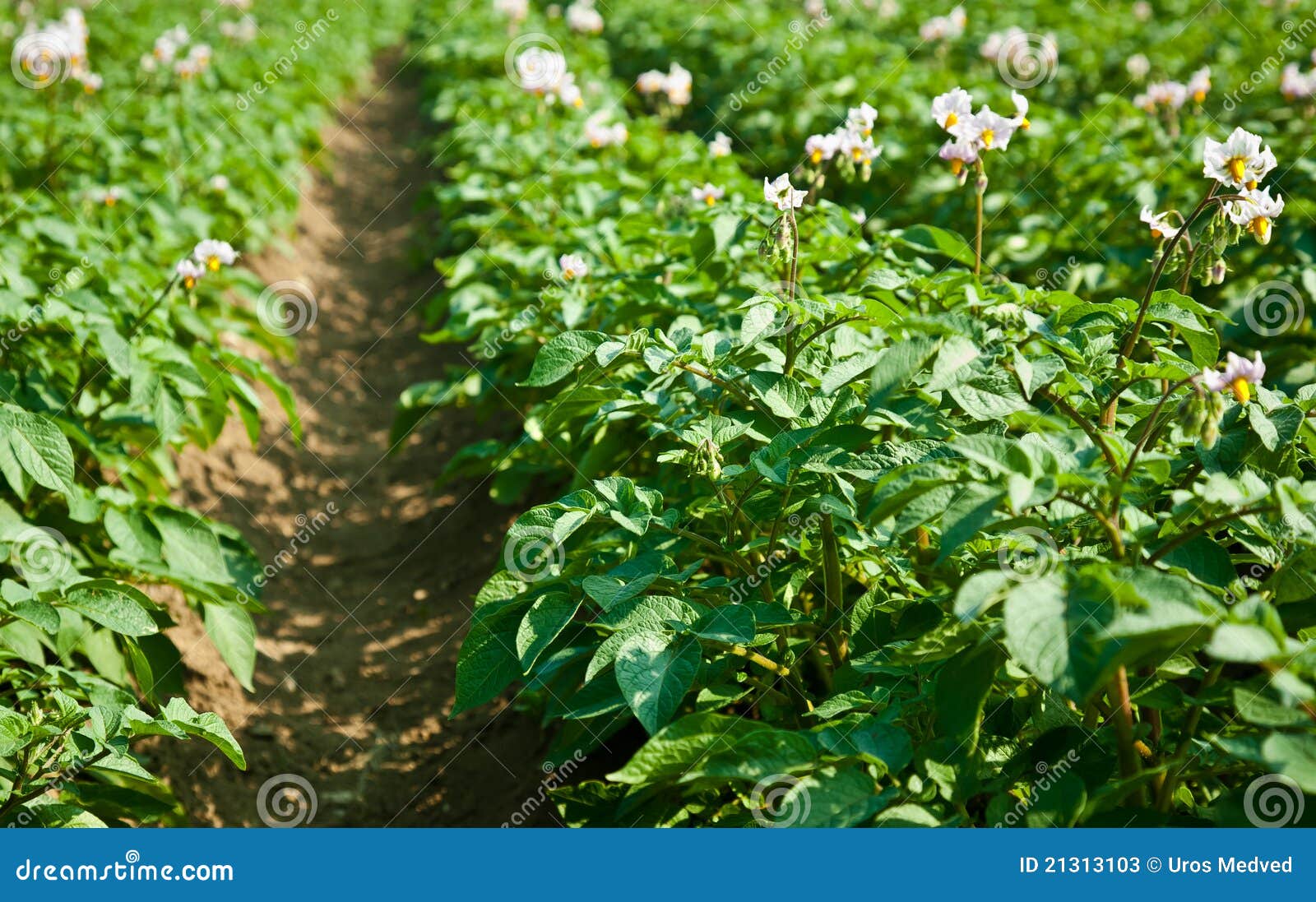 Potato field stock image. Image of cultivated, food, descriptive - 21313103