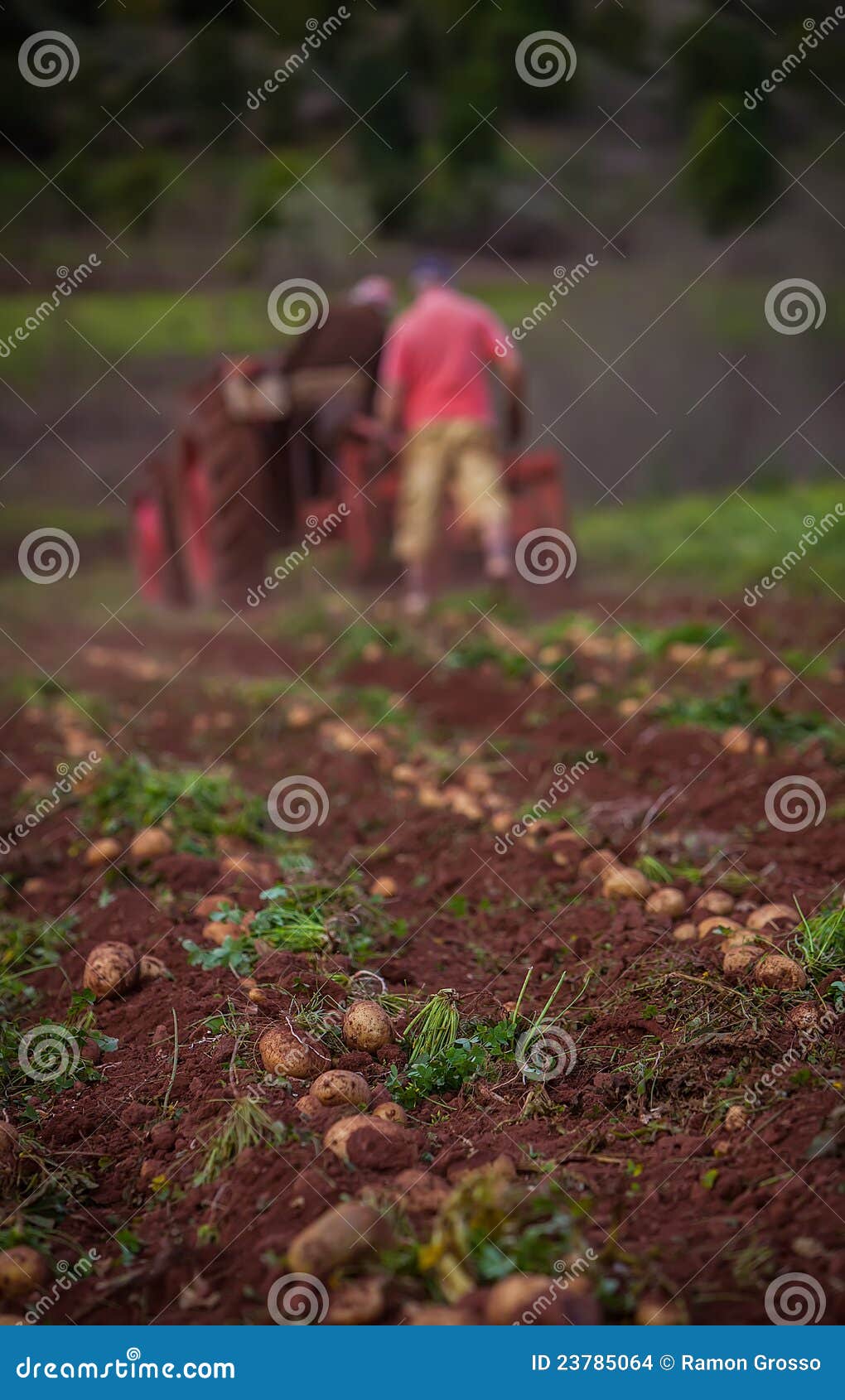 Potato field stock photo. Image of nature, environmental - 23785064