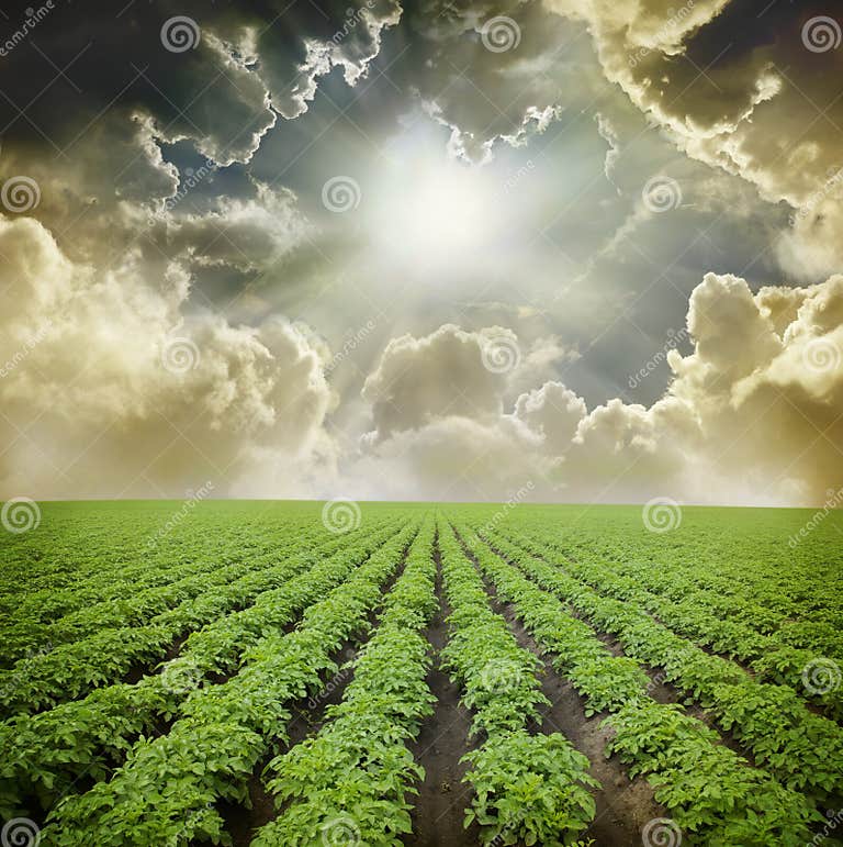 Potato field stock photo. Image of agriculture, land - 24135428