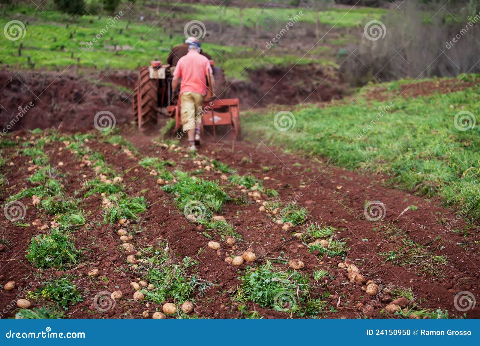 Potato field stock photo. Image of humus, land, lush - 24150950