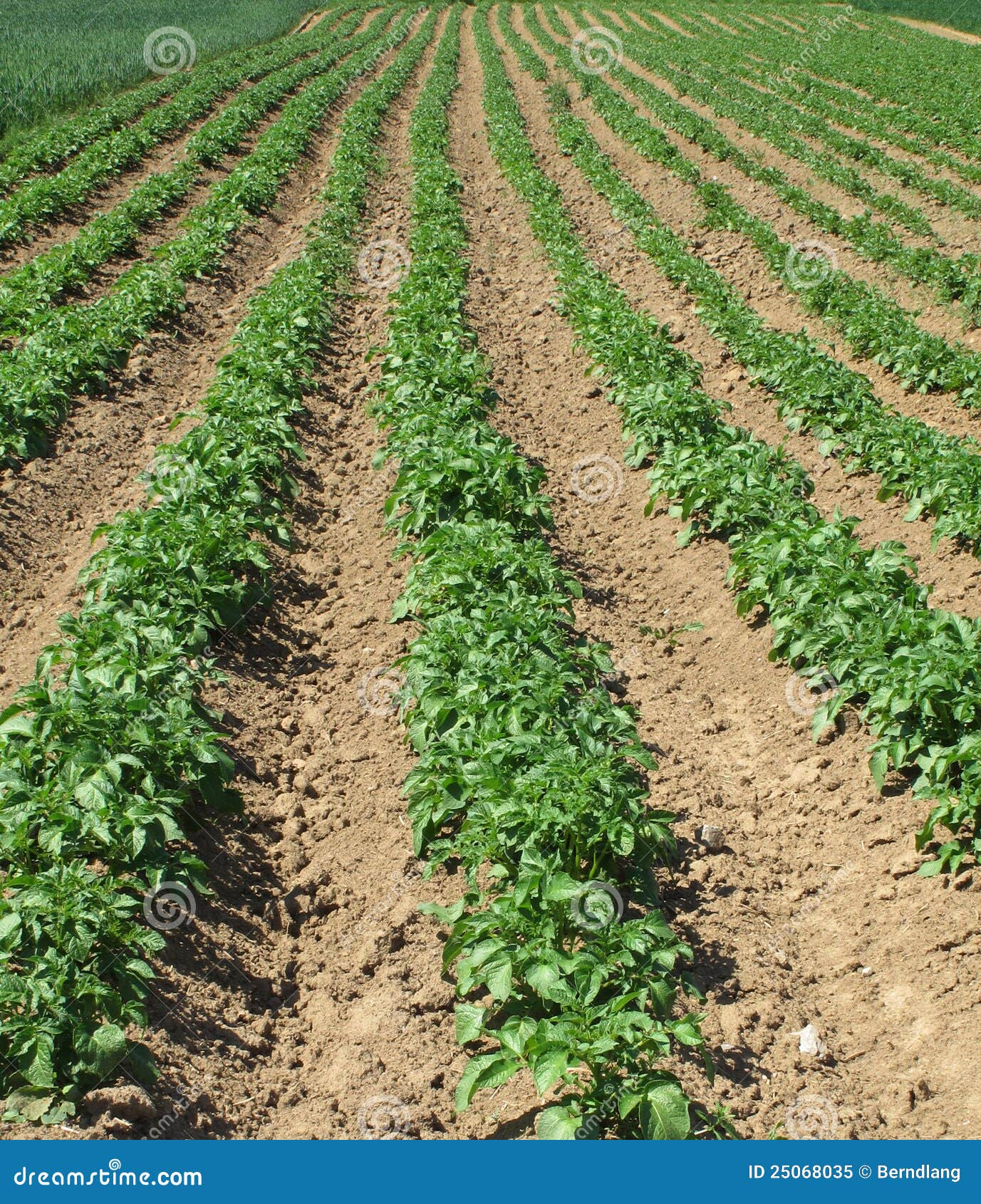 Potato field stock image. Image of root, food, rural - 25068035