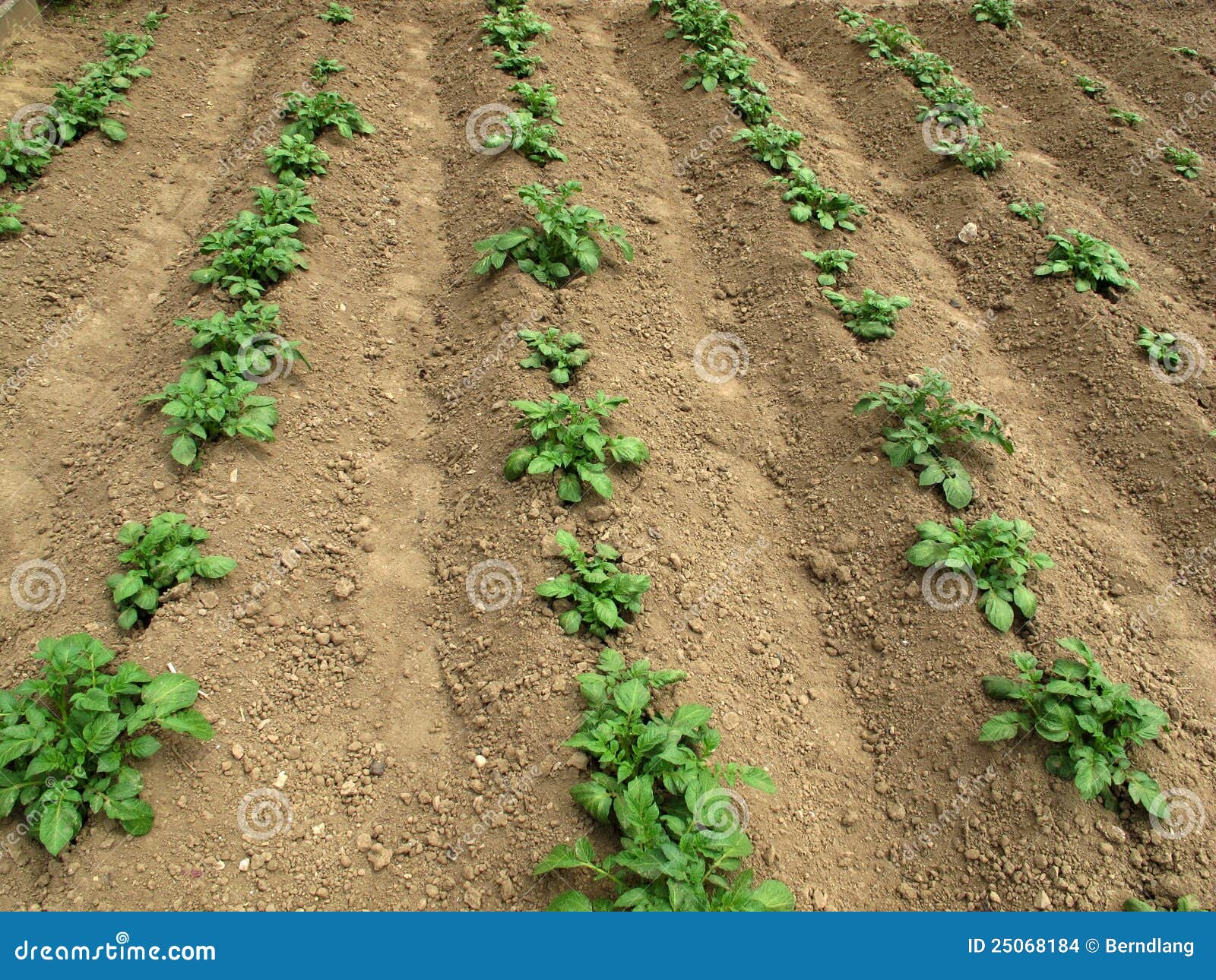 Potato field stock photo. Image of countryside, soil - 25068184