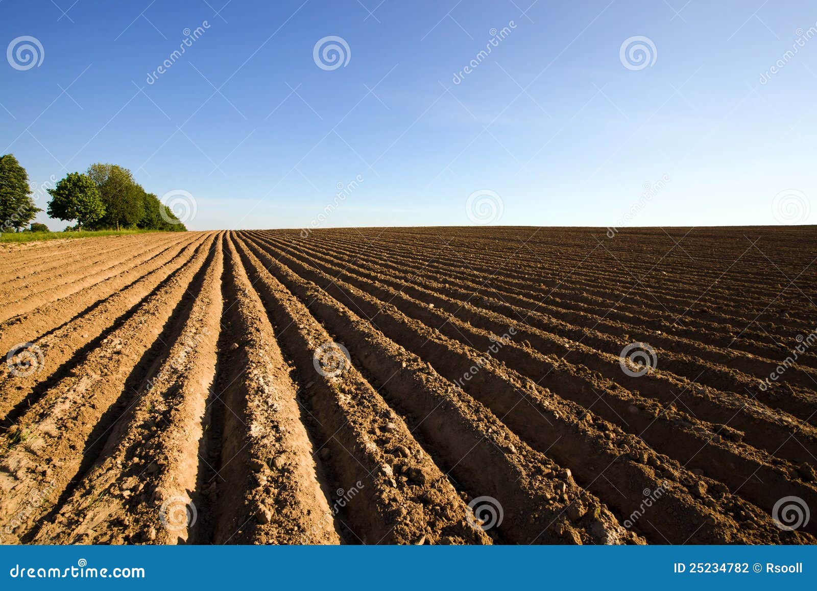 Potato field stock photo. Image of blue, agriculture - 25234782