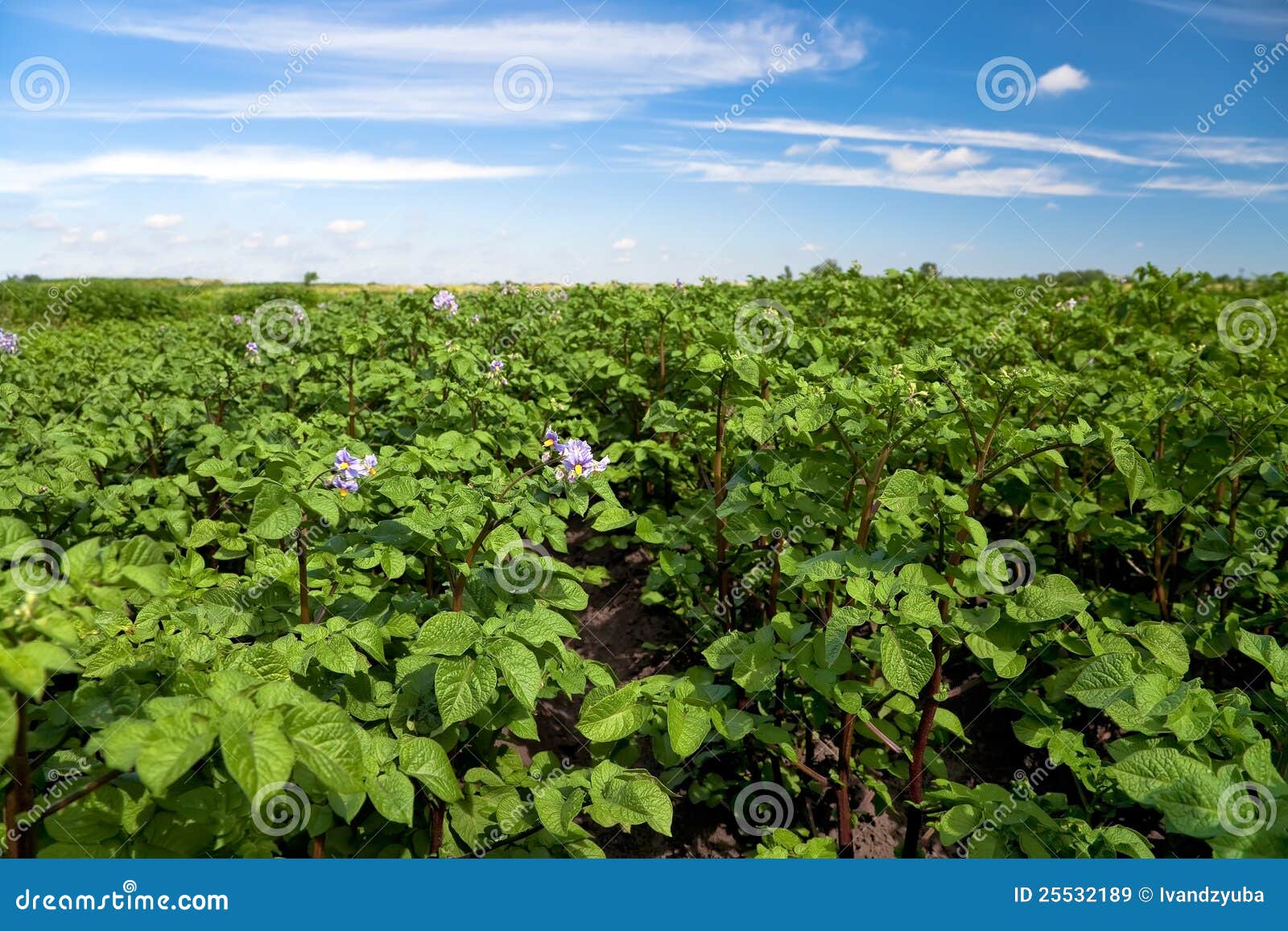 Potato field stock image. Image of crop, color, land - 25532189