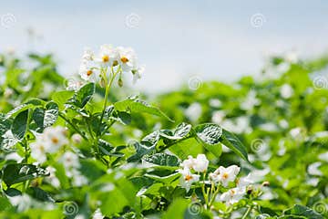 Potato field stock image. Image of blossom, agriculture - 25759507