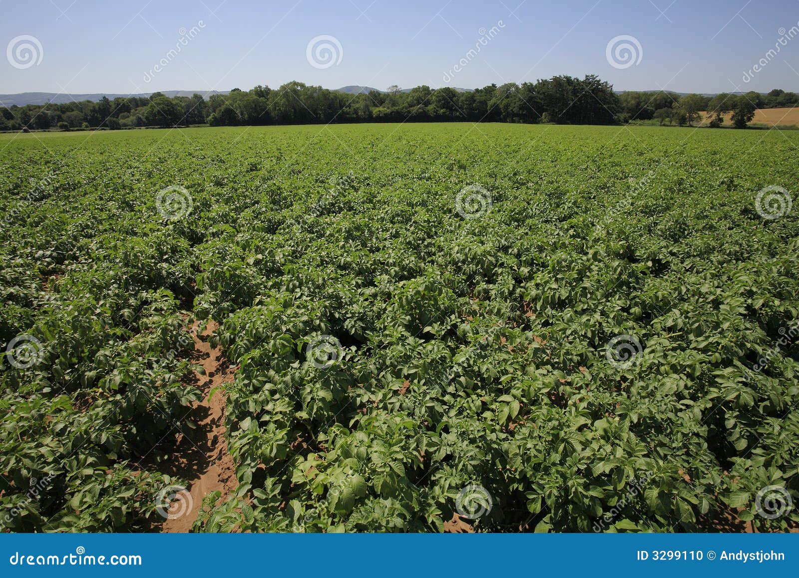Potato field stock photo. Image of ingredient, growing - 3299110
