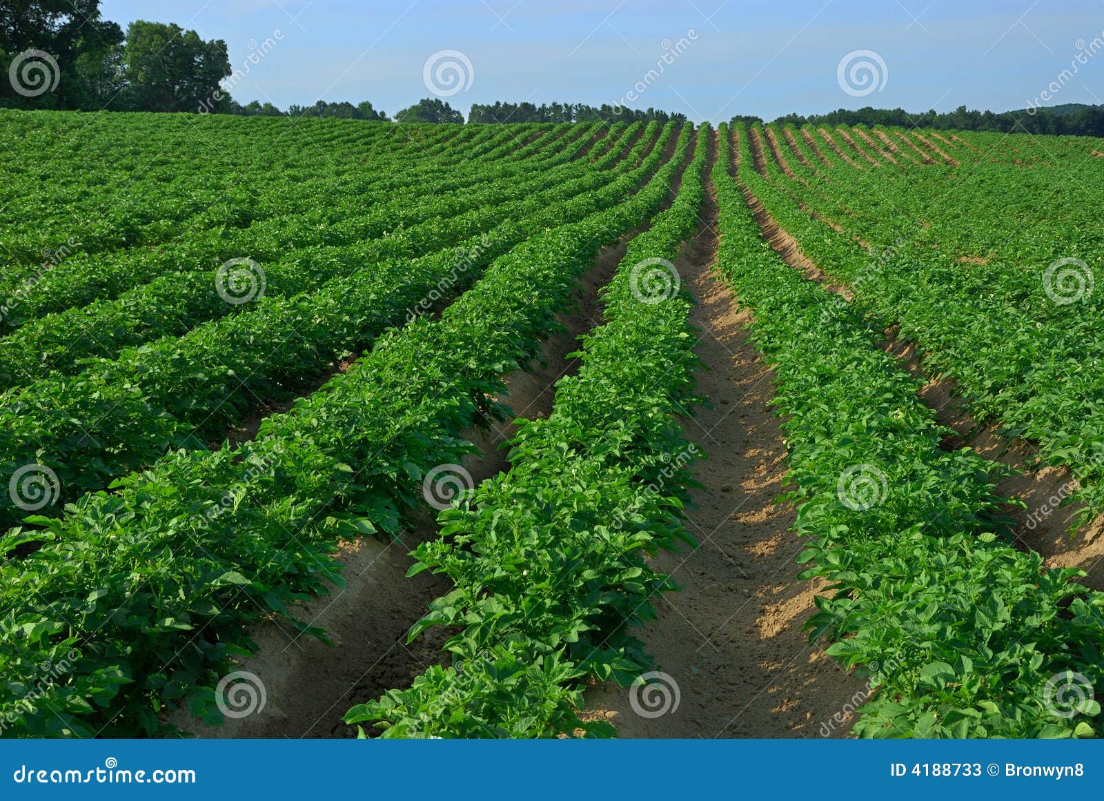 Potato Field stock image. Image of seasonal, soil, expansive - 4188733