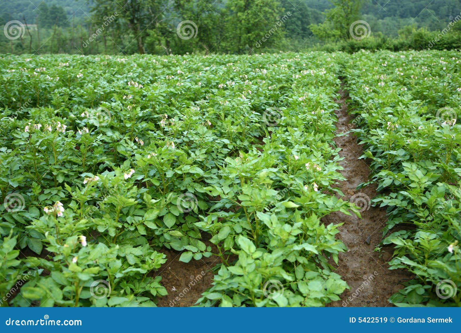 Potato field stock image. Image of country, ground, farmland - 5422519
