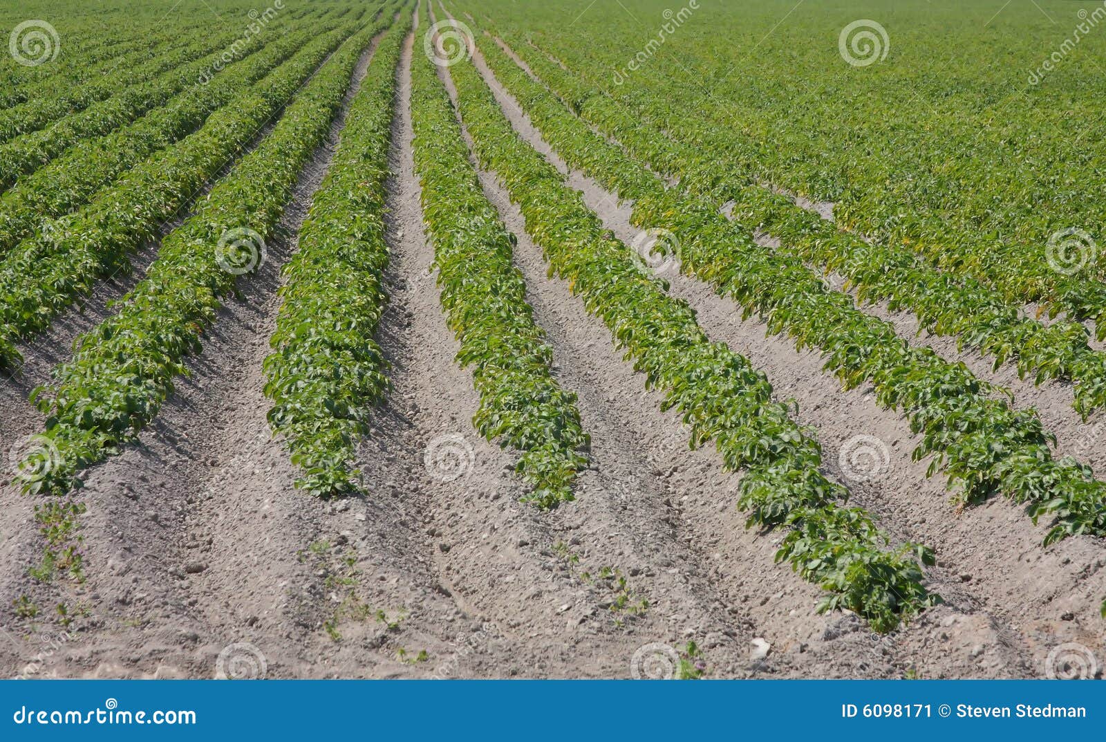 Potato Field stock image. Image of agriculture, bright - 6098171