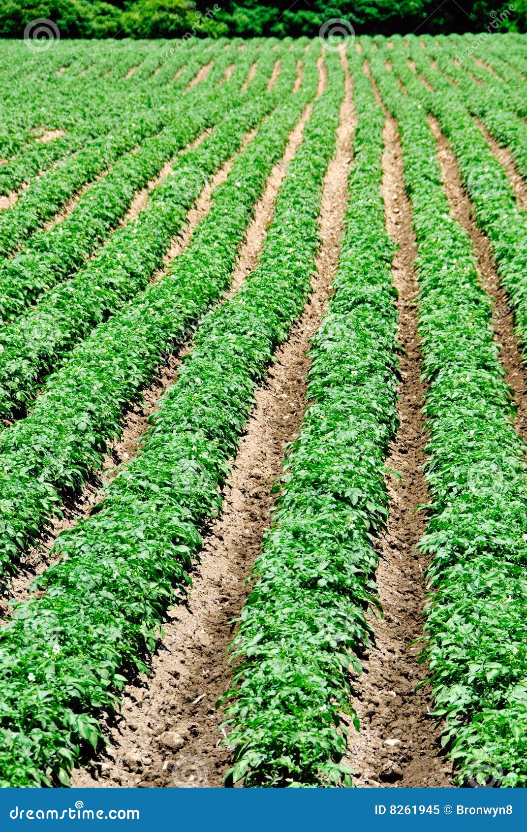 Potato Field stock image. Image of crop, vegetable, agriculture - 8261945