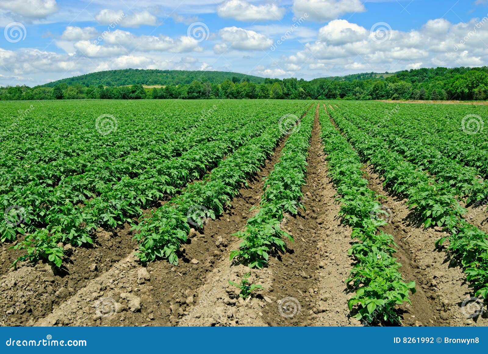 Potato Field stock photo. Image of field, rural, farmland - 8261992