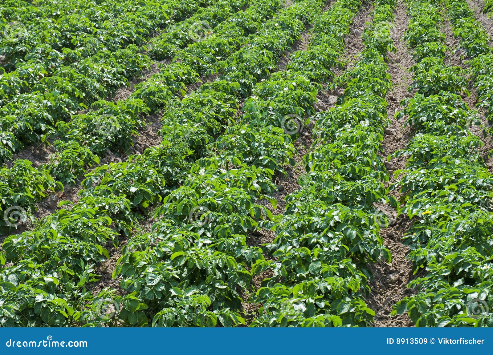 Potato field stock image. Image of potato, garden, blooming - 8913509