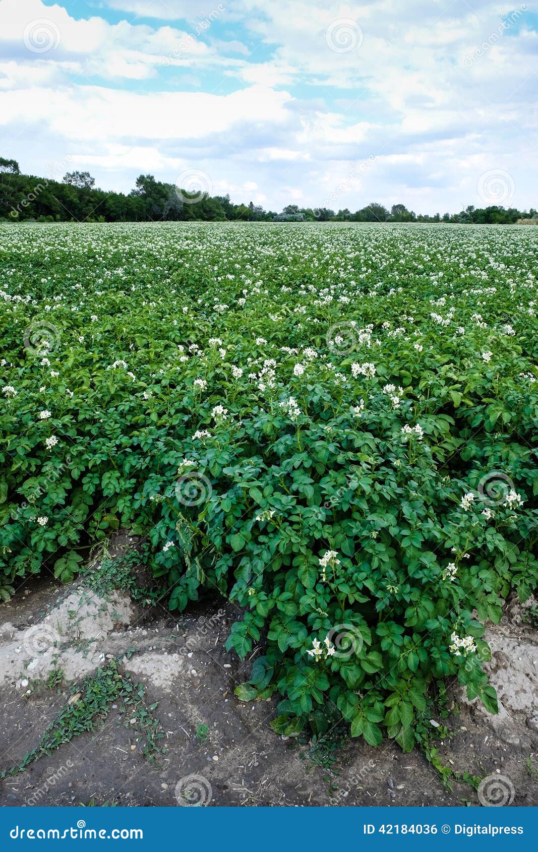 Potato Field stock photo. Image of plant, blossom, crop - 42184036