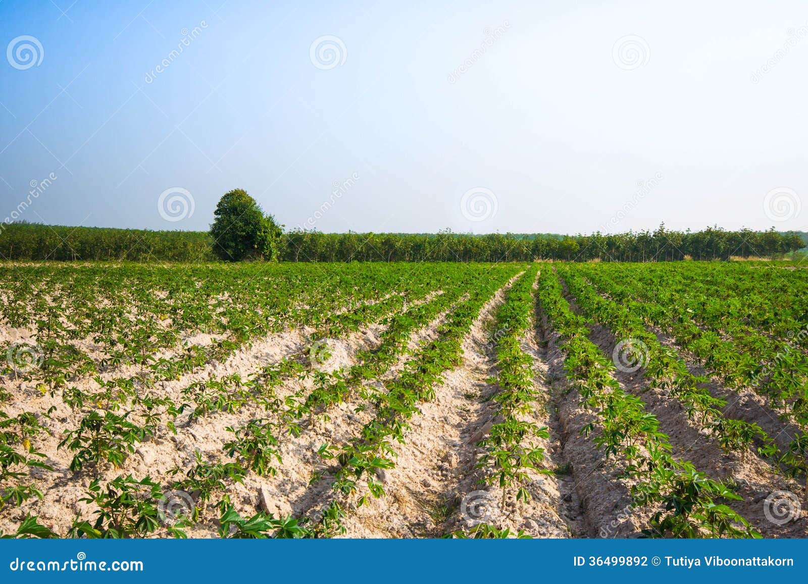 Potato field stock photo. Image of rural, vegetable, potato - 36499892