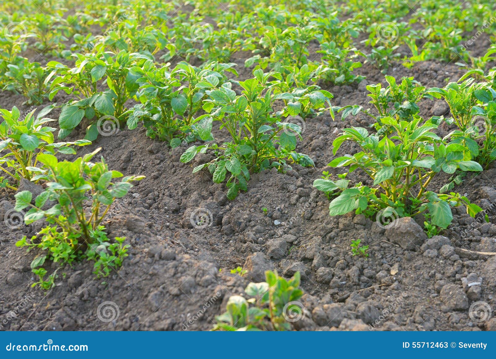 Potato field stock image. Image of real, bushes, kartfoleya - 55712463