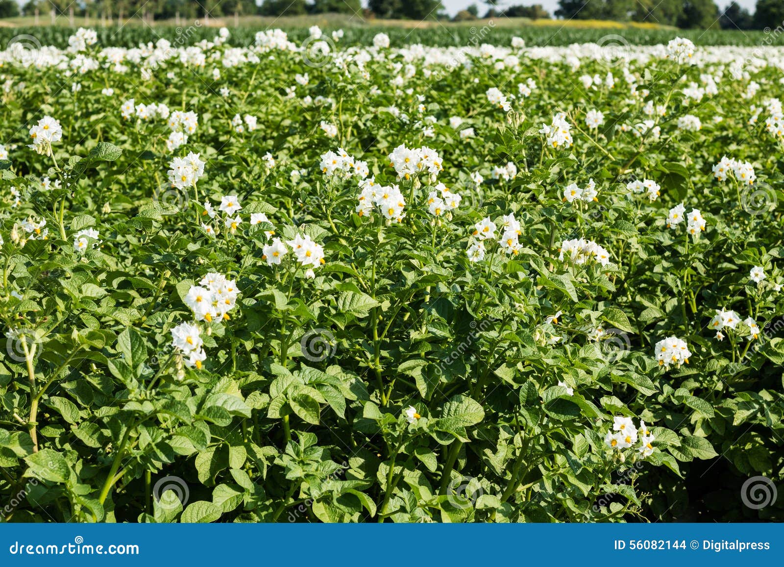 Potato Field in bloom stock photo. Image of outdoors - 56082144