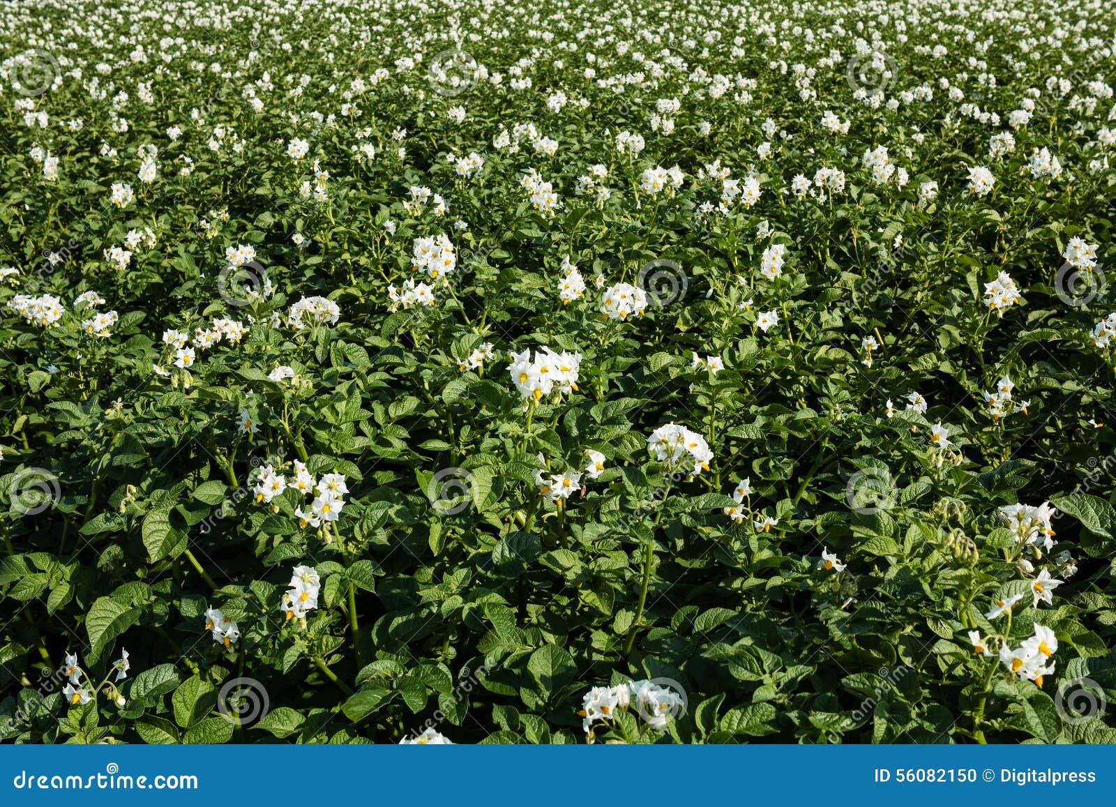 Potato Field in bloom stock photo. Image of agriculture - 56082150