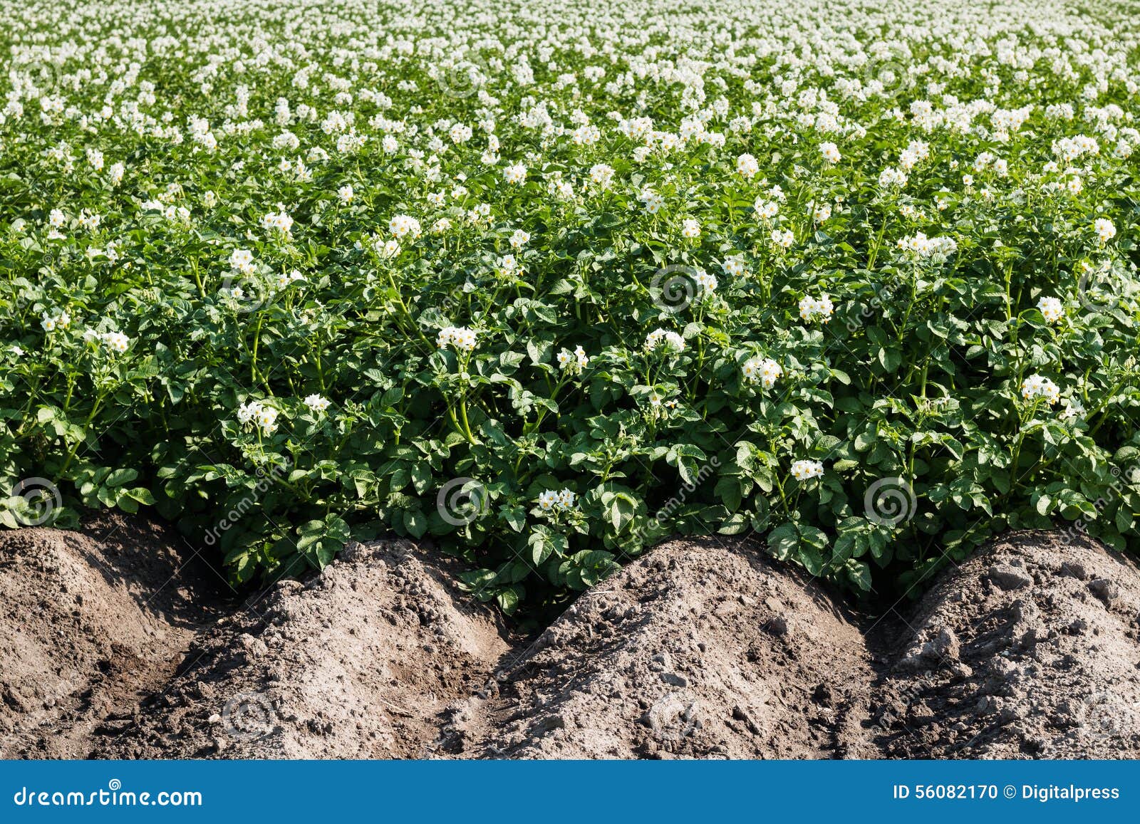 Potato Field in bloom stock photo. Image of flower, vegetable - 56082170