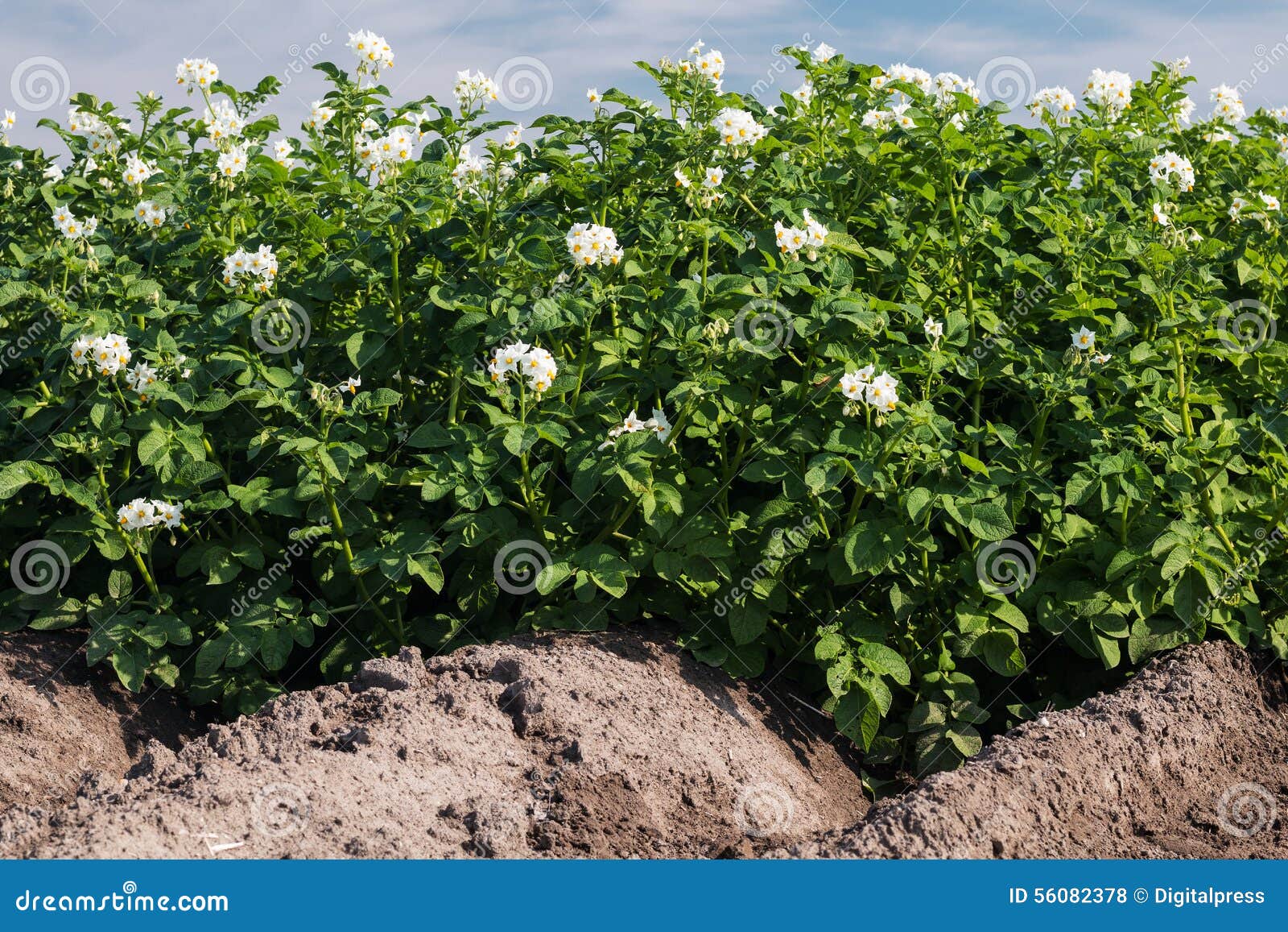 Potato Field in bloom stock photo. Image of farmland - 56082378