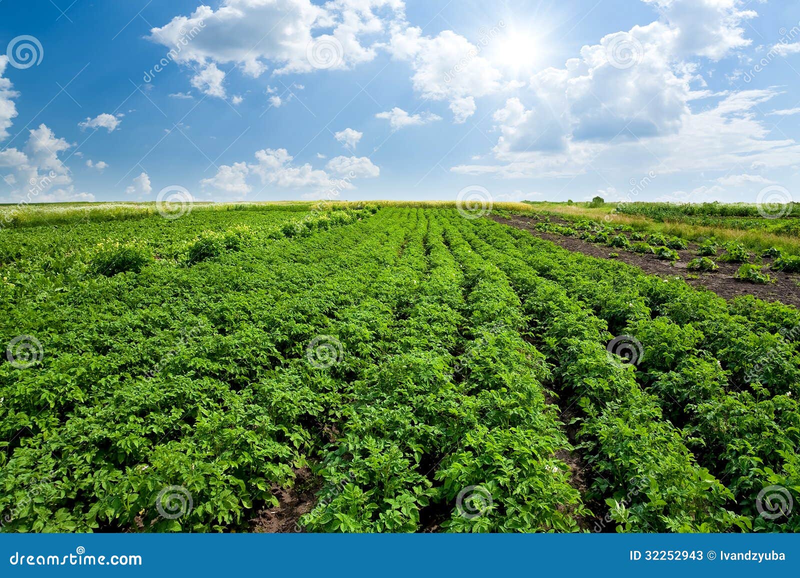 Potato field stock image. Image of crop, natural, growth - 32252943
