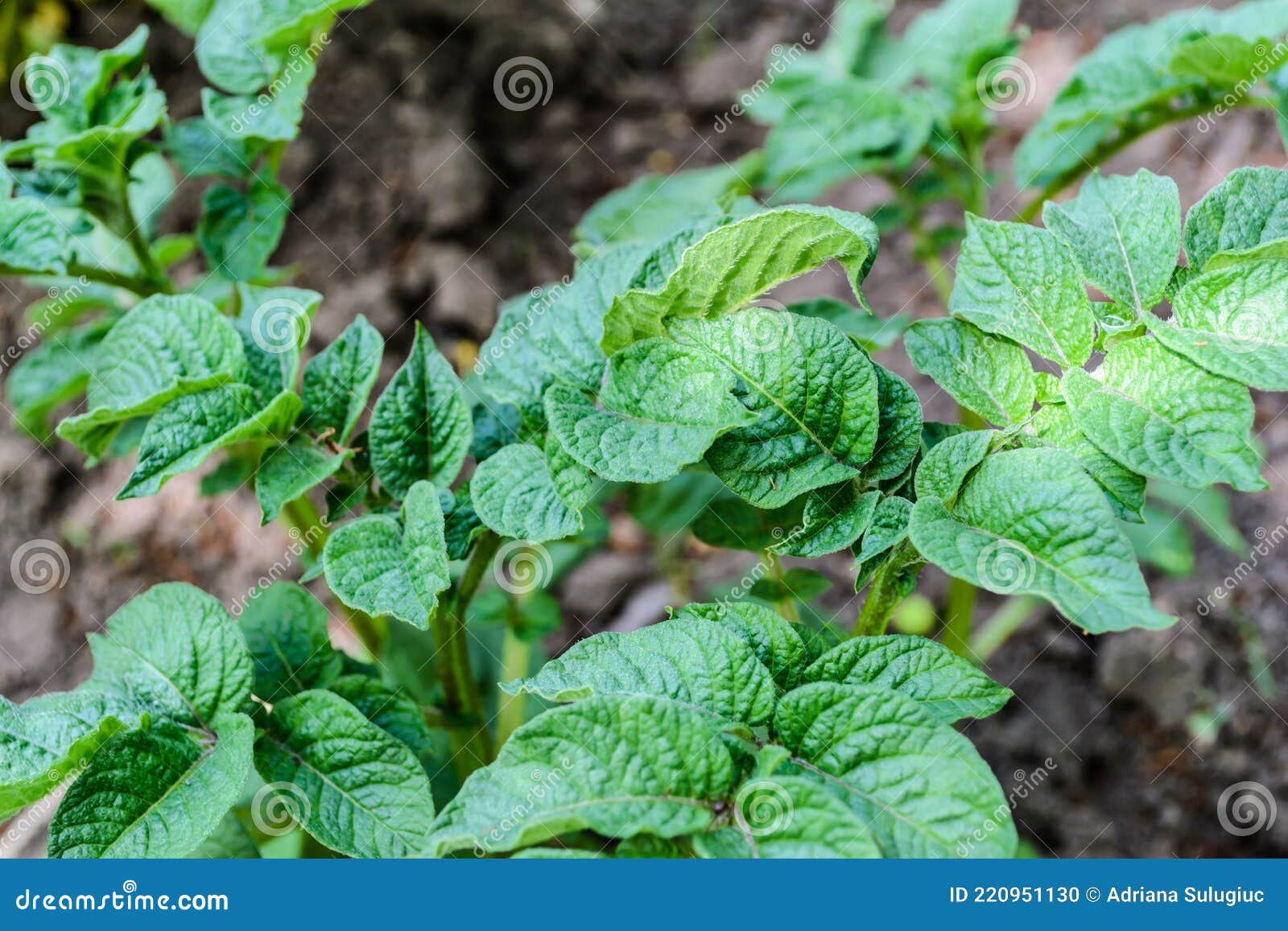 Potato bush in the garden stock photo. Image of agriculture - 220951130