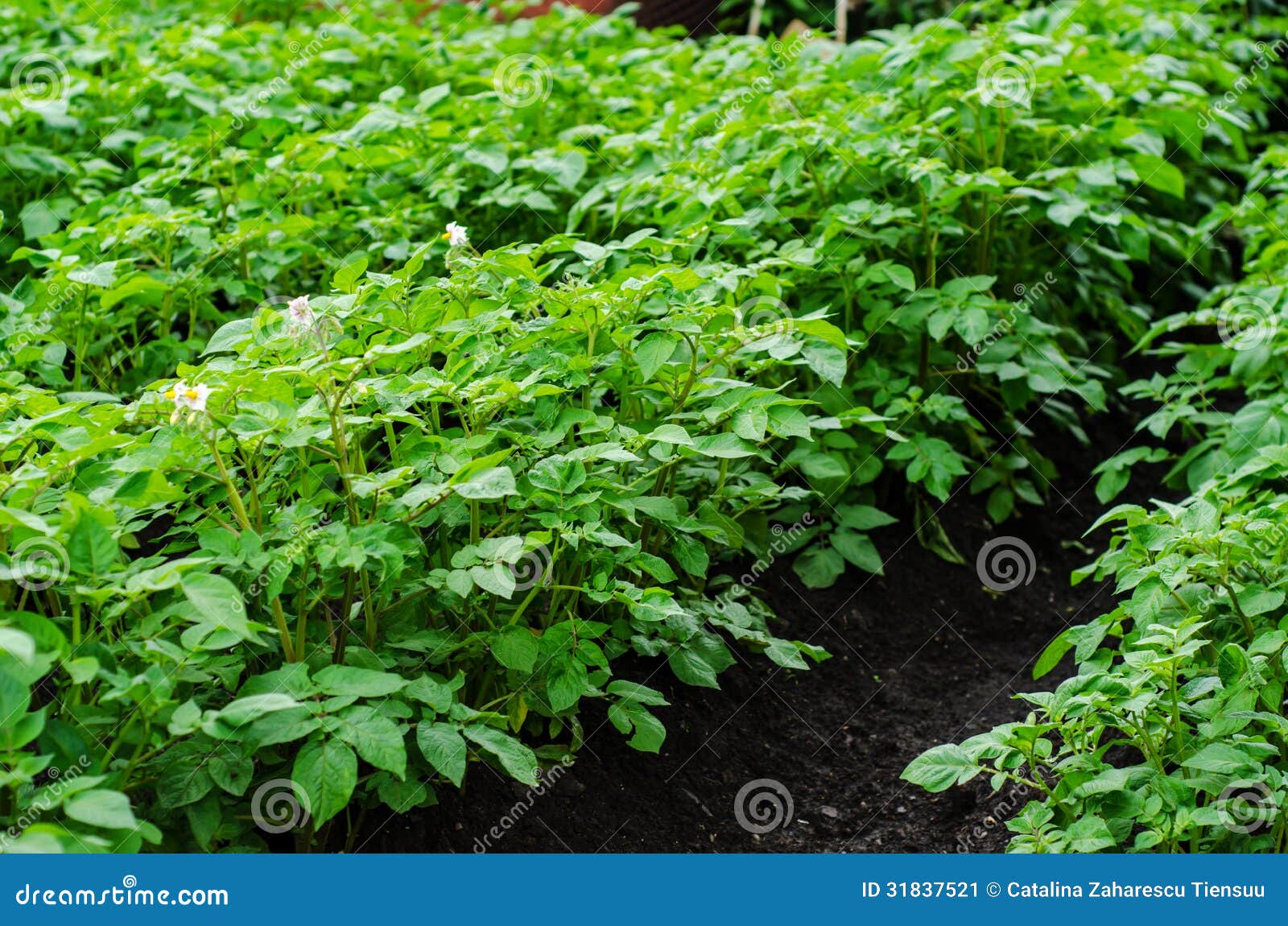 Potato field stock image. Image of culture, vegetables - 31837521