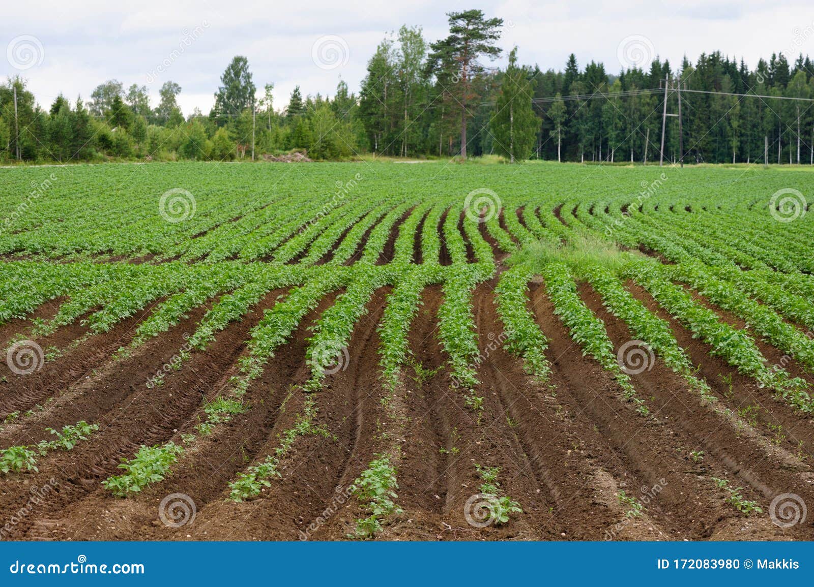 Potato Field, Potato Crops Planted in a Row Stock Photo - Image of ...