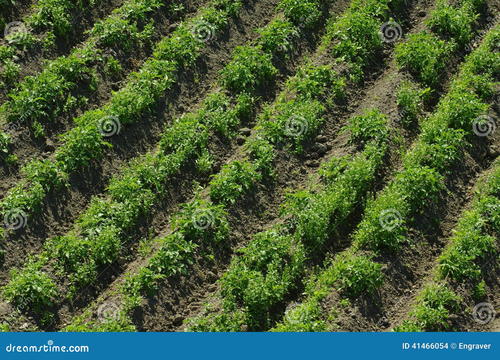 Potato field 2 stock photo. Image of plantation, farm - 41466054