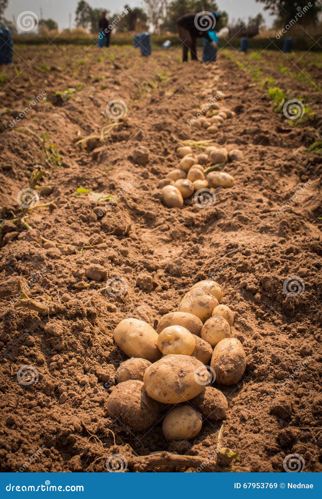 Potato field stock image. Image of dish, picking, foliage - 67953769