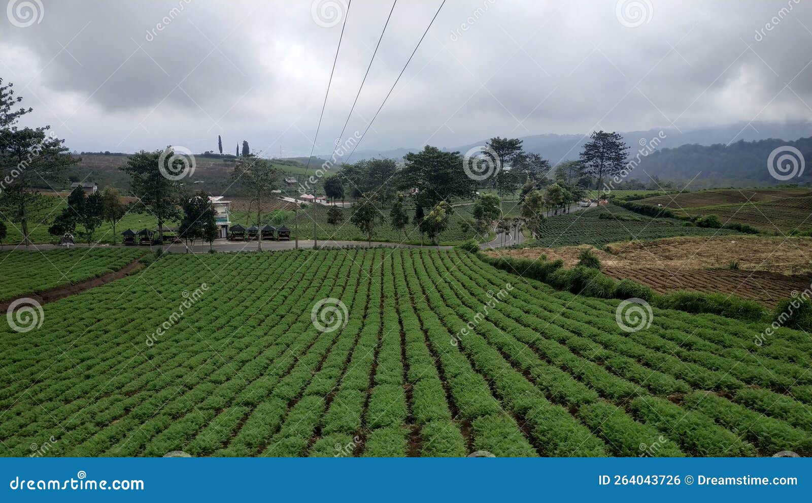Potato Field Farming Mountain Stock Photo - Image of field, farming ...