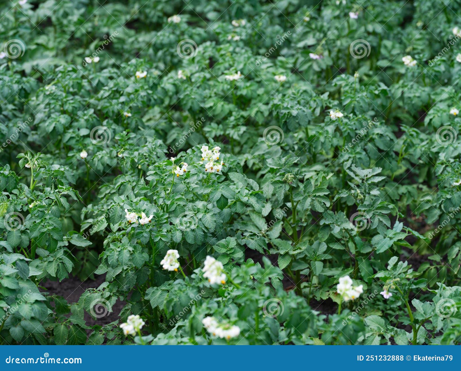 Potato Field with Flowering Potato Plants in it Stock Photo - Image of ...