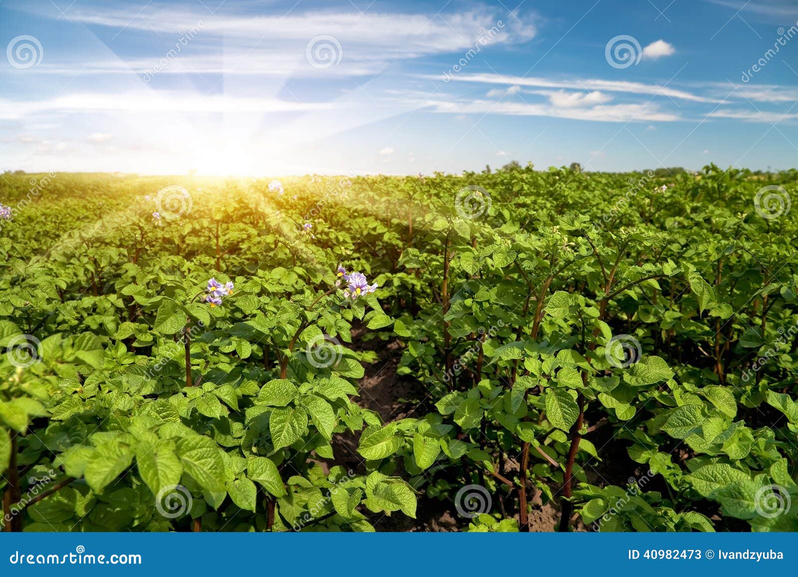 Potato field stock image. Image of outdoors, flowering - 40982473