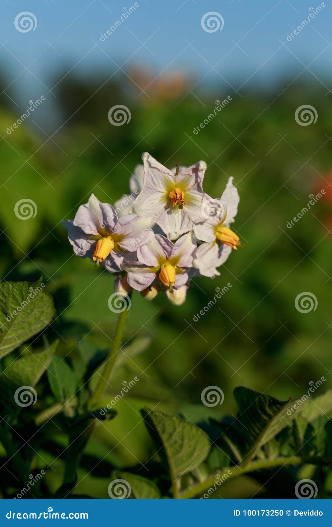 Potato field with flowers stock photo. Image of plantation - 100173250